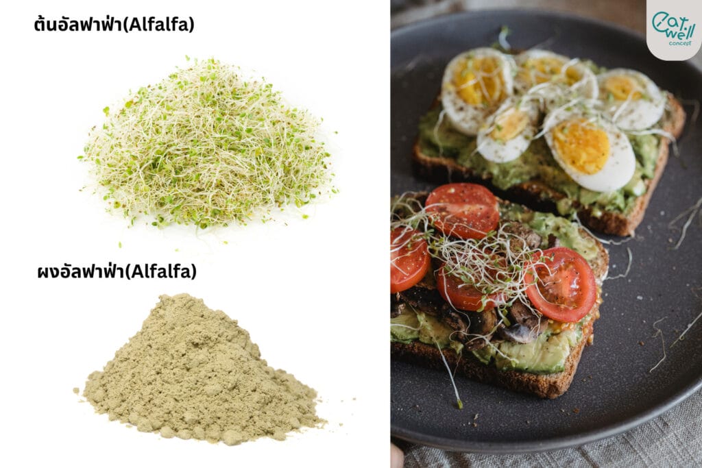 อาหารสำหรับผู้ป่วยโรคแพ้ภูมิตัวเอง (SLE) - Eatwellconcept